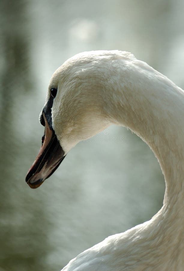 The king swan stock photo. Image of closeup, elegance, beauty - 62580