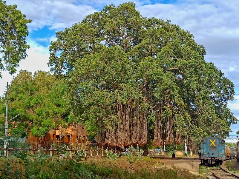 King of tree stock photo. Image of legend, king, live - 215638328