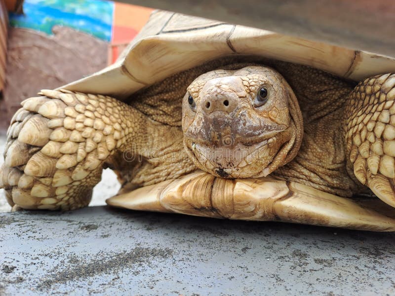 The King Turtle at the Zoo Smile Stock Photo - Image of turtle, smile ...
