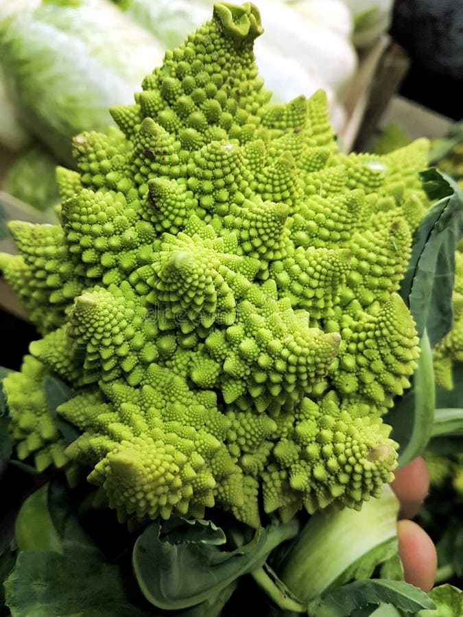 Shenon Green Stock Photos - Free & Royalty-Free Stock Photos from ...