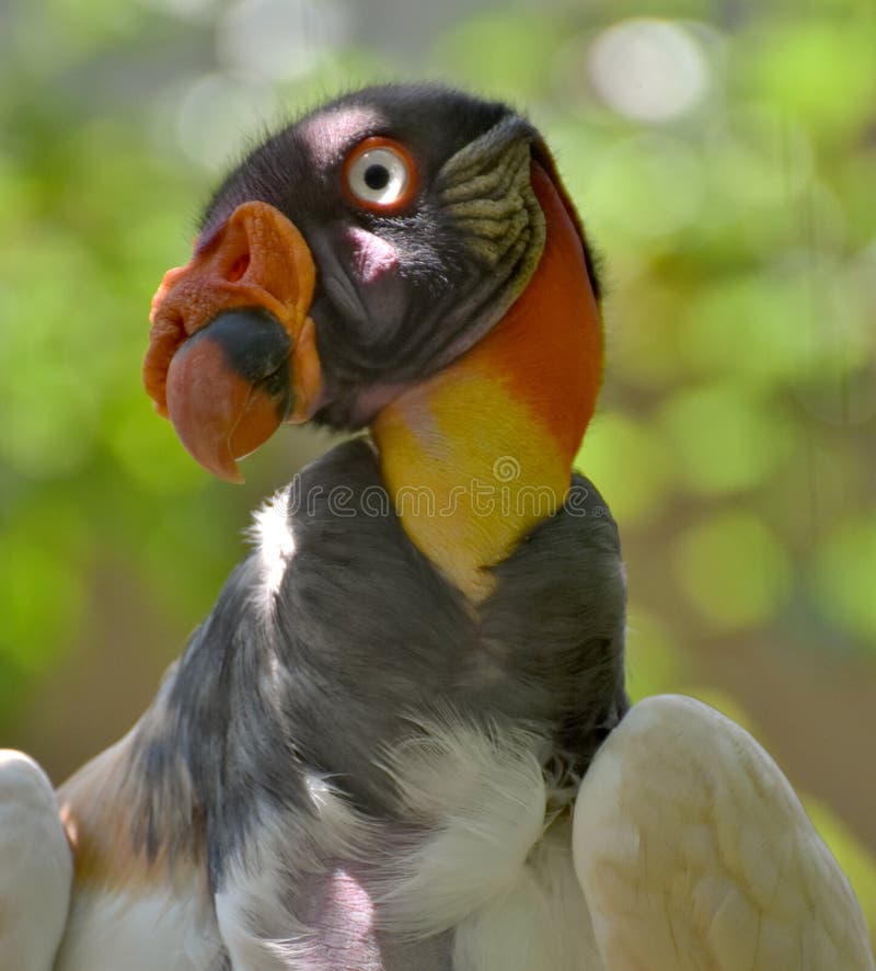 King Vulture stock image. Image of king, feathers, vertical - 97326127