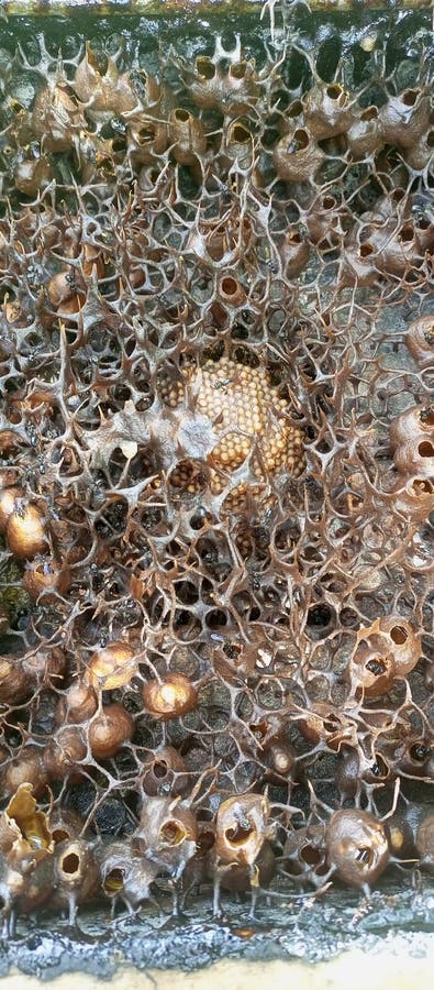 The Kingdom of the Itama Bee Stock Image - Image of arthropod, pest ...