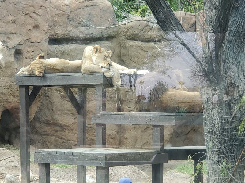 Lions stock image. Image of wildlife, lioness, lions - 149674679