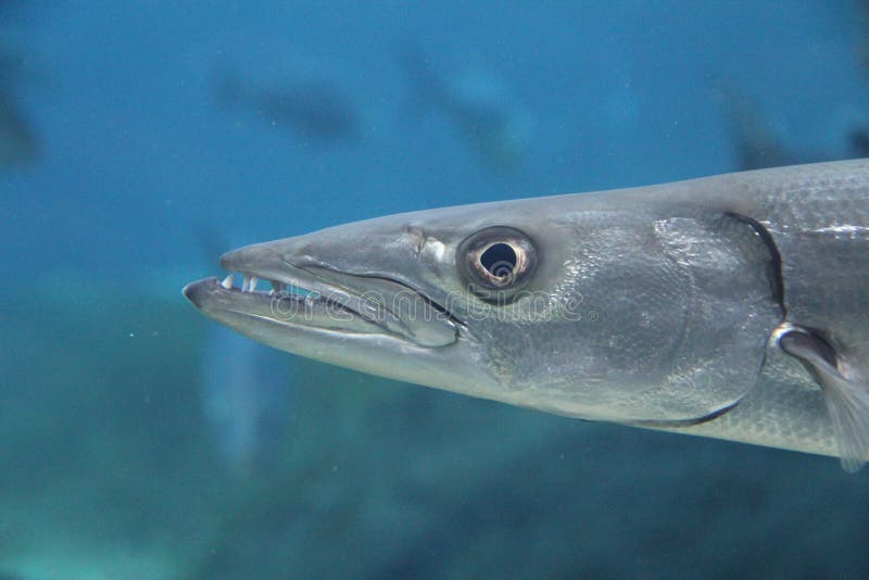 Kingfish stock photo. Image of ocean, water, marine, fish - 18218256