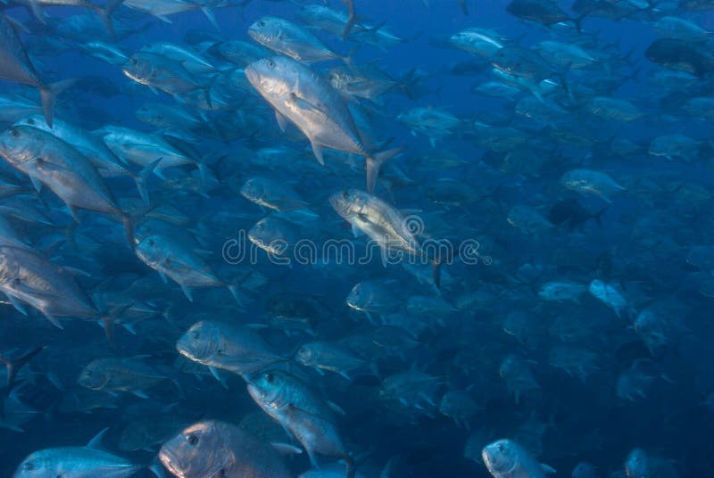 Kingfish stock image. Image of mozambique, kingfish, school - 21463317