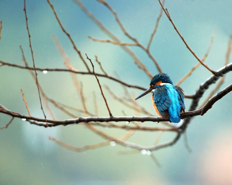 Kingfish Picture. Image: 6300166