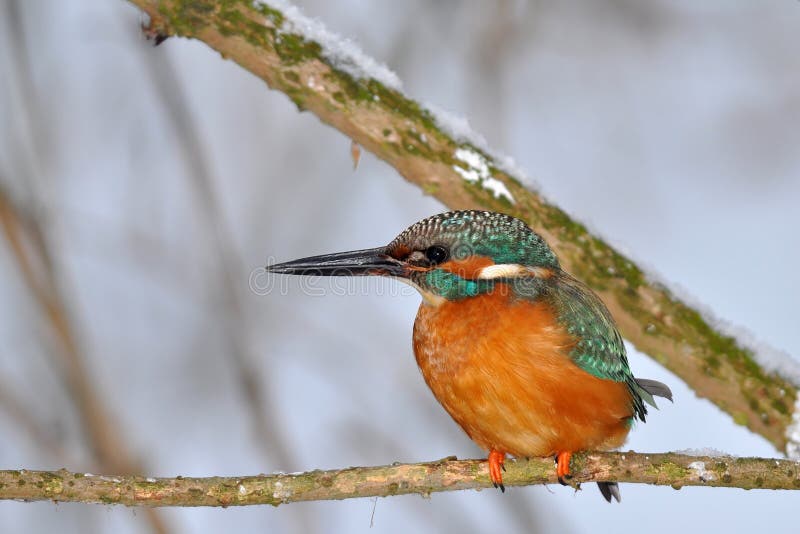 Kingfisher, Alcedo atthis stock photo. Image of british - 33102330