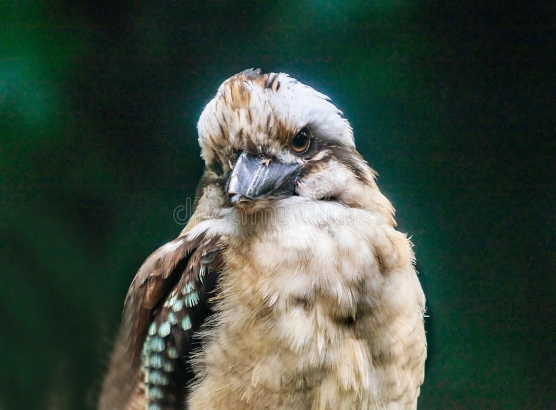 Kingfisher Alcedinidae stock image. Image of wildlife - 139858427