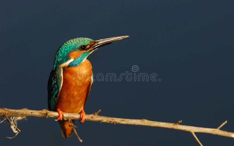 Kingfisher, Alcedo atthis stock image. Image of barbed - 33101957