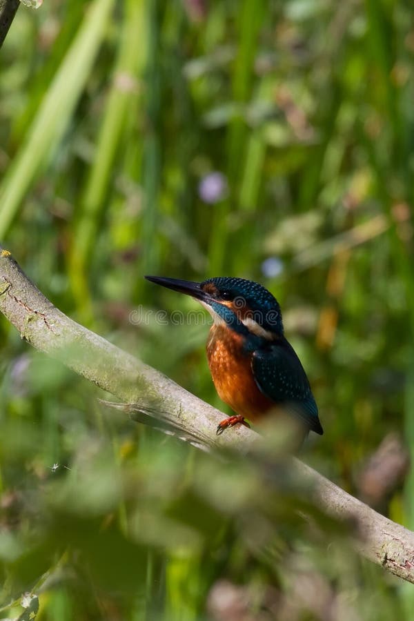 Kingfisher (Alcedo atthis) stock photo. Image of wildlife - 15991138