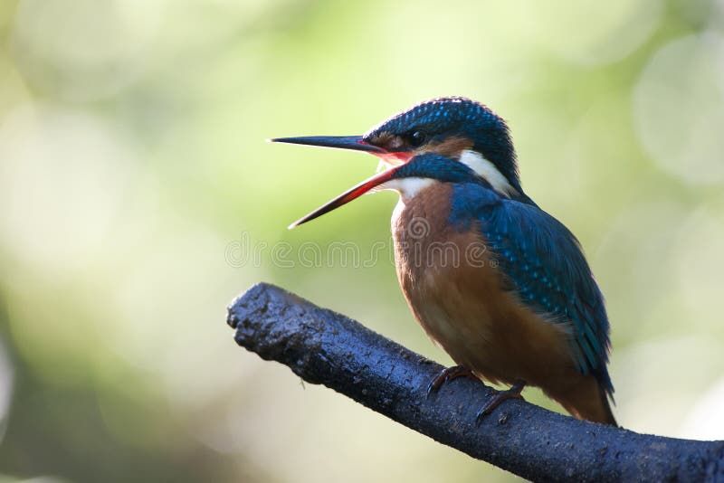 Kingfisher - Alcedo atthis stock photo. Image of bird - 16357336