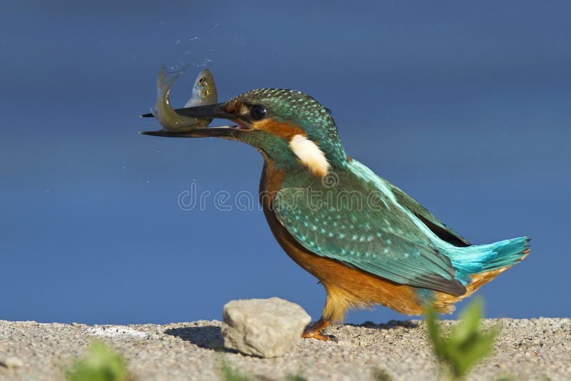 Kingfisher, Alcedo atthis stock image. Image of barbed - 33101957