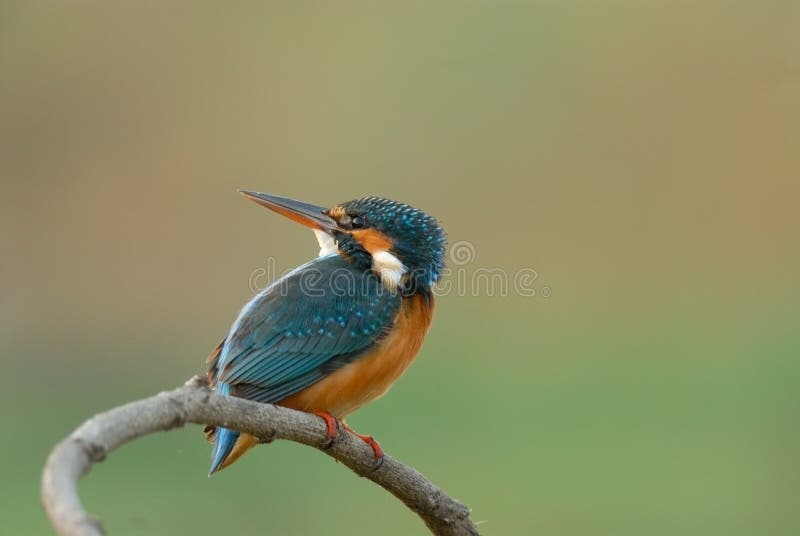 Kingfisher (alcedo atthis) stock photo. Image of green - 19254560