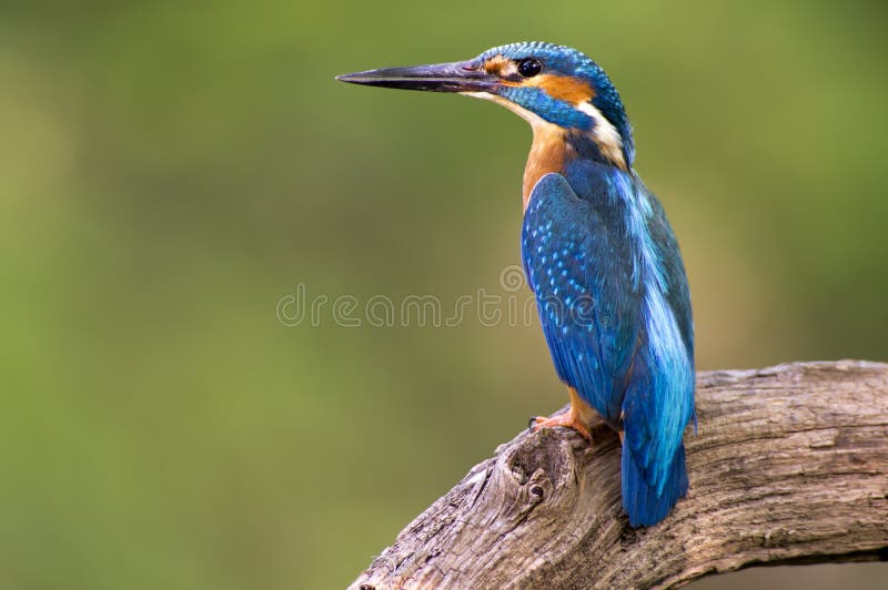 Kingfisher Alcedo Atthis stock image. Image of fishing - 59511201