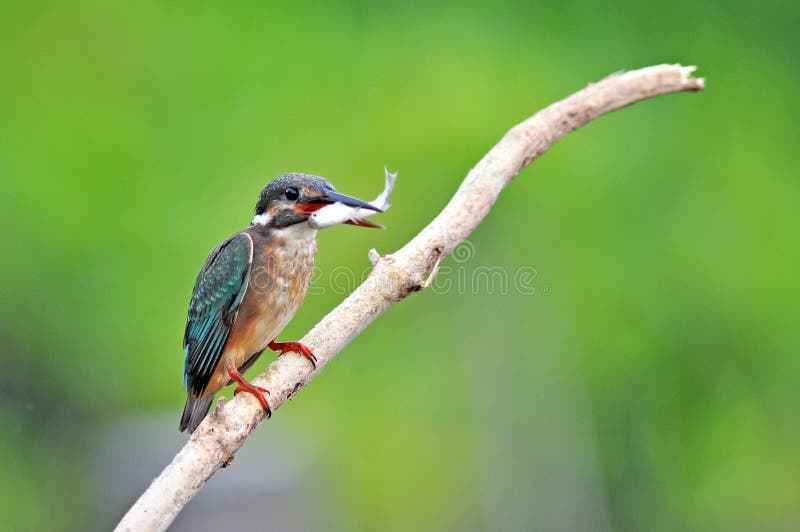 Kingfisher (Alcedo atthis) stock photo. Image of side - 26763396