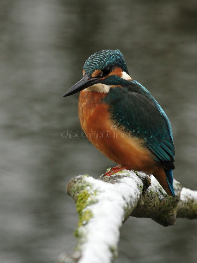 Kingfisher(Alcedo atthis) stock image. Image of feathers - 3074901