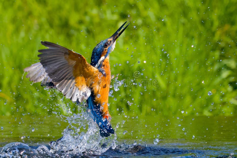 Kingfisher (alcedo atthis stock photo. Image of bird - 277801926
