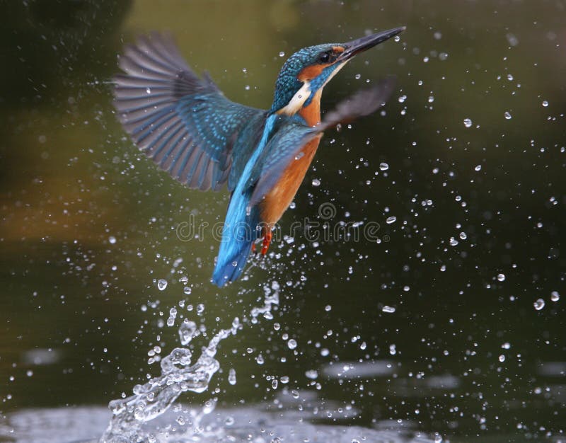 Kingfisher, Alcedo atthis stock image. Image of barbed - 33101957
