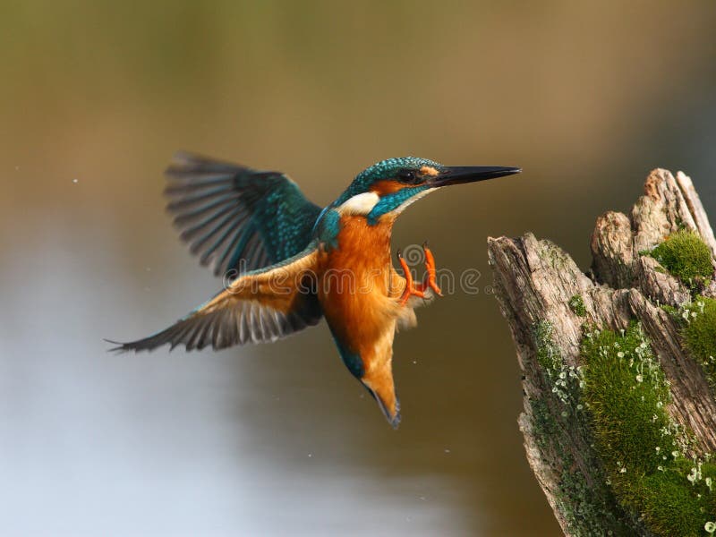 Malachite Kingfisher stock image. Image of bill, kingfisher - 1364395