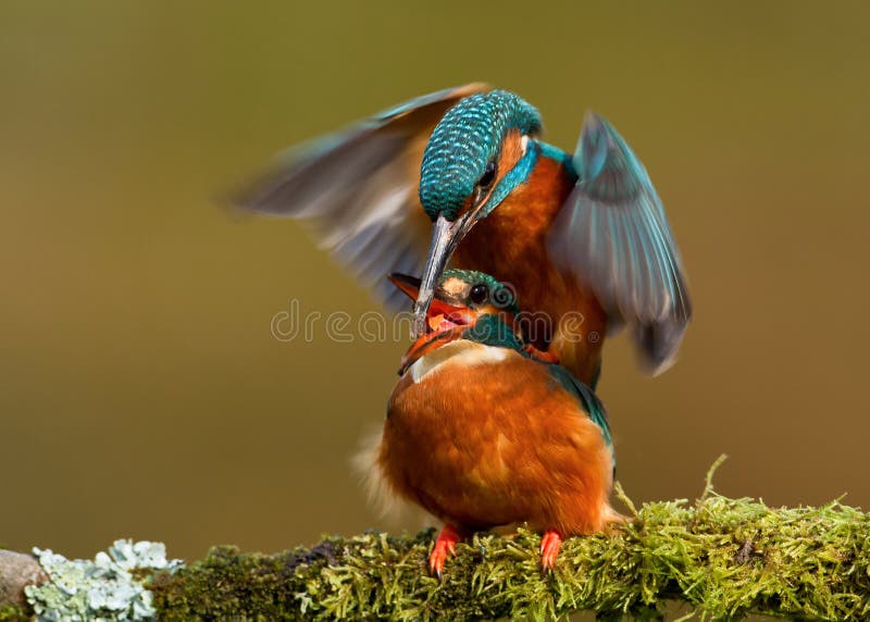Kingfisher, Alcedo atthis stock image. Image of barbed - 33101957