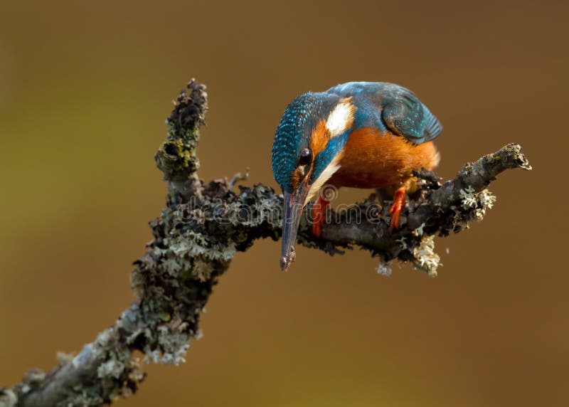 Kingfisher (Alcedo atthis) stock image. Image of birdwatching - 36159669