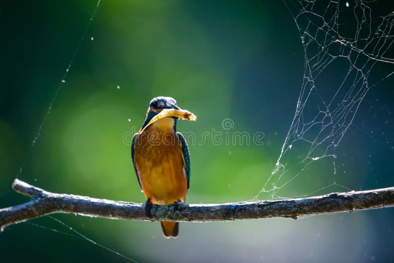 Kingfisher or Alcedo Atthis Perches with Prey on Branch Stock Image ...