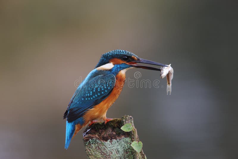 Kingfisher, Alcedo atthis stock image. Image of barbed - 33101957