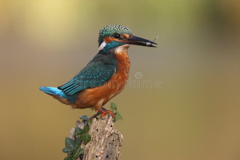 Kingfisher, Alcedo atthis stock photo. Image of water - 31941810