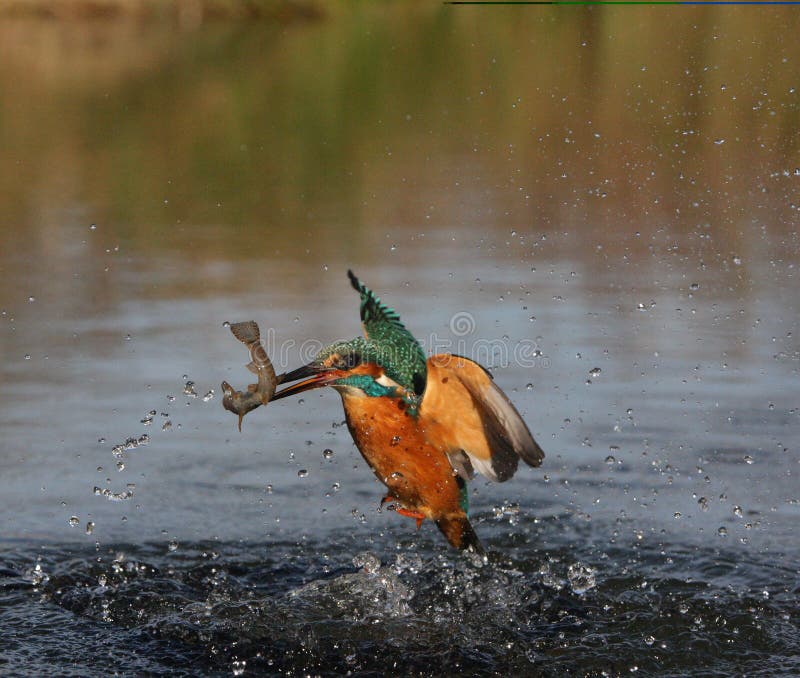 Kingfisher, Alcedo atthis stock image. Image of water - 31941835