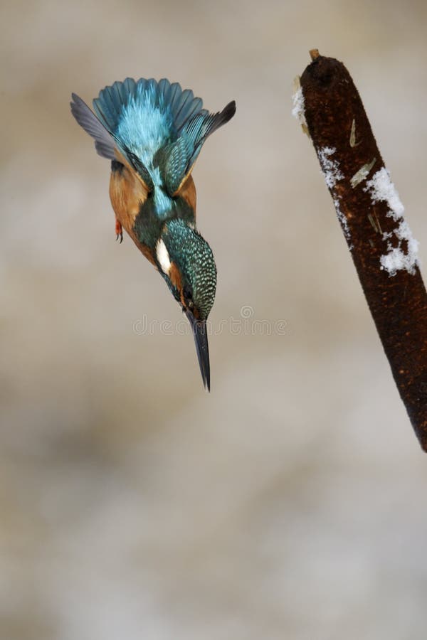 Kingfisher, Alcedo atthis stock photo. Image of wildlife - 31941880