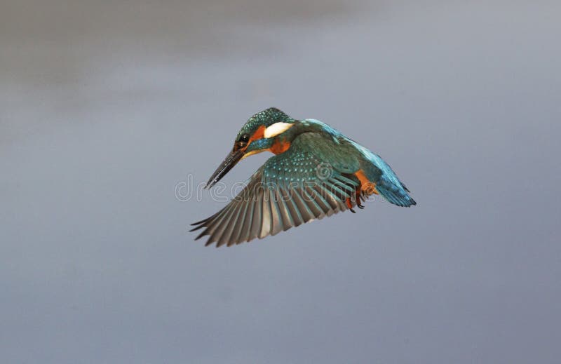 Kingfisher, Alcedo atthis stock photo. Image of fish - 31941832