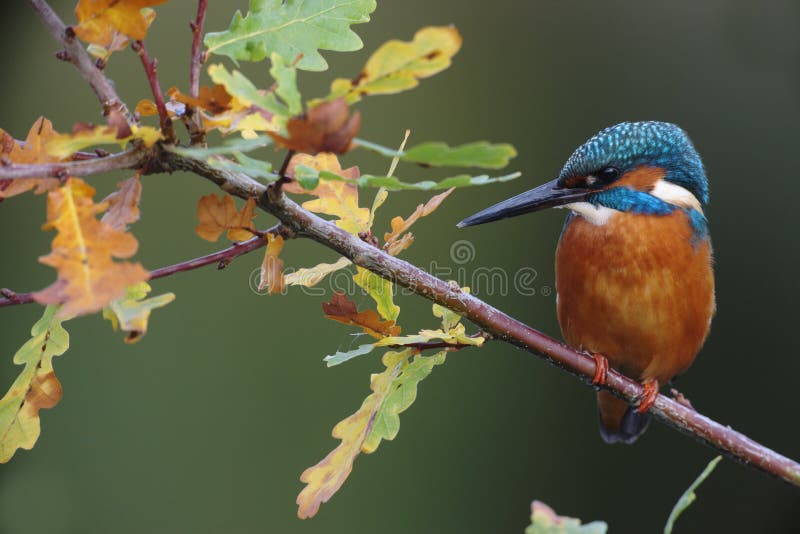 Kingfisher, Alcedo atthis stock image. Image of barbed - 33101957