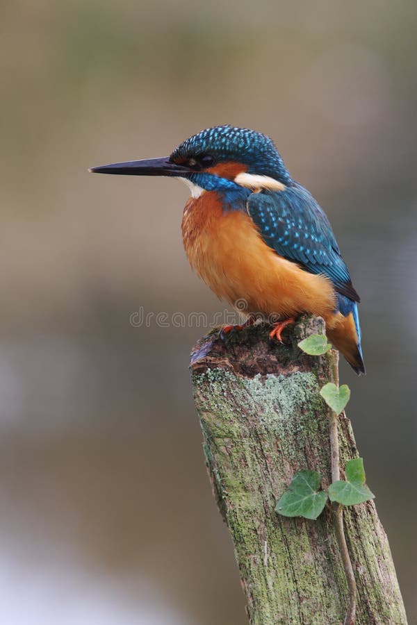 Kingfisher, Alcedo atthis stock image. Image of barbed - 33101957