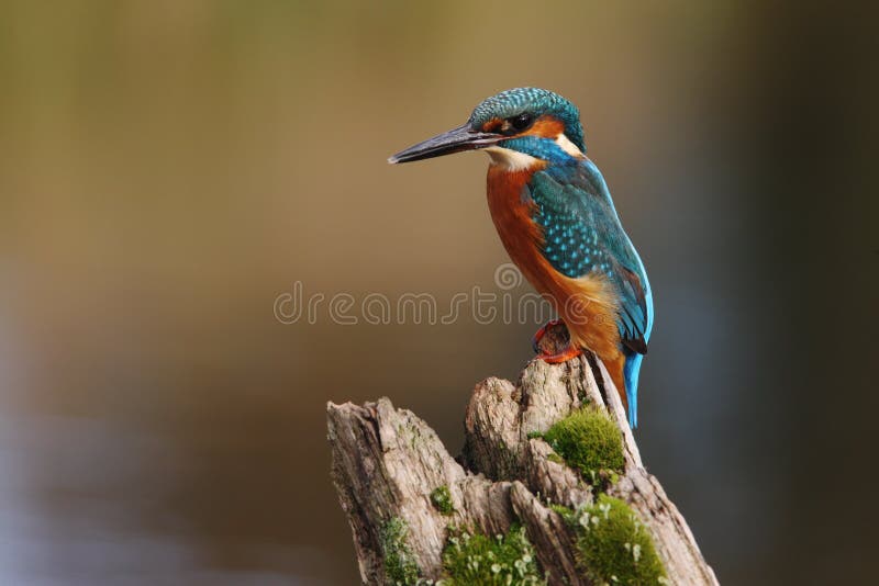 Kingfisher, Alcedo atthis stock image. Image of barbed - 33101957
