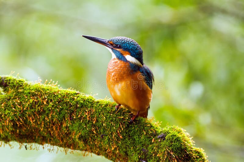 Malachite Kingfisher stock image. Image of bill, kingfisher - 1364395