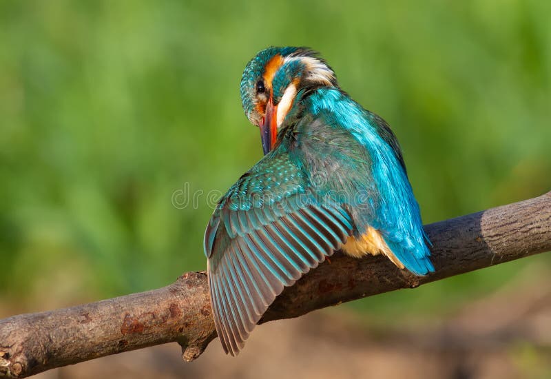Kingfisher, Alcedo. Bird Cleans Feathers Stock Photo - Image of ...