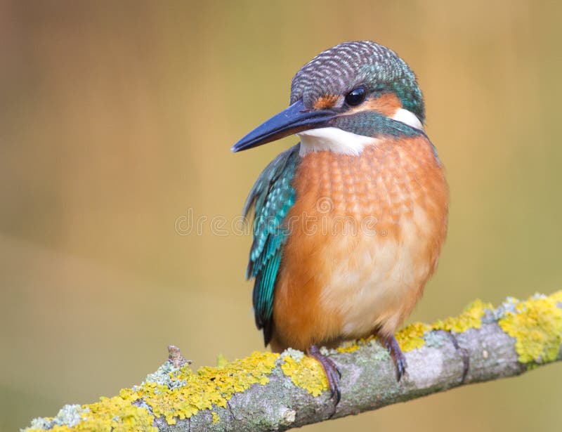 Kingfisher, Alcedo. a Young Bird Sits on a Branch Above the River Stock ...