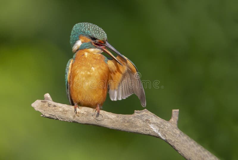 Kingfisher is Washing Itself Stock Image - Image of wings, hunter ...