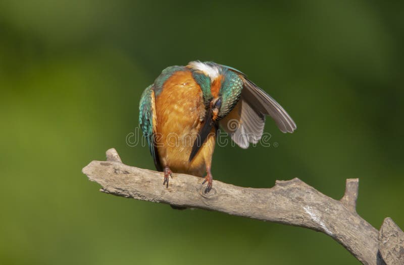 Kingfisher is Washing Itself Stock Image - Image of bird, kingfishers ...