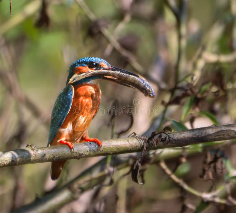 Of a Kingfisher Bird with a Large Beak with a Fish Perched on a Tree ...
