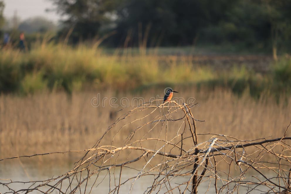 Kingfisher bird Wallpaper stock image. Image of water - 211000181