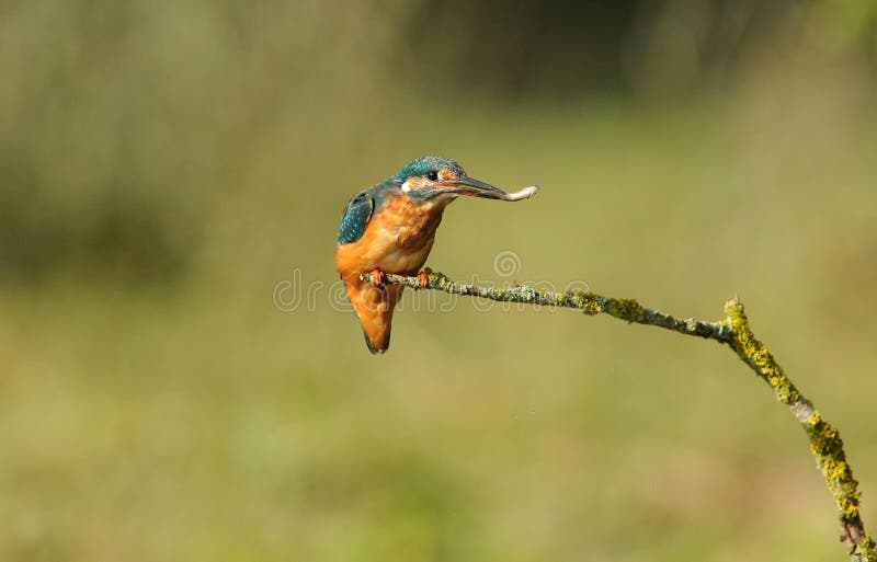 Kingfisher on the Branch with a Fish Stock Image - Image of perches ...