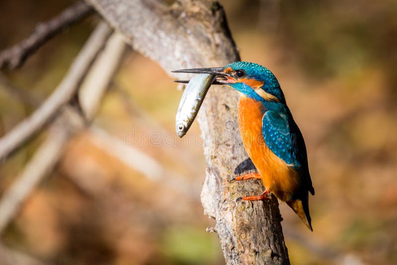 Kingfisher Eating Beautiful Color Blue and Brown Stock Image - Image of ...