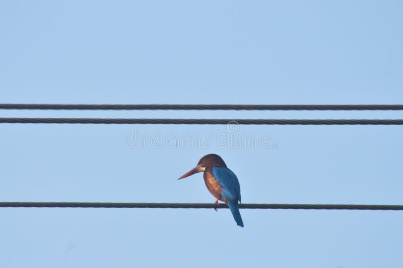 Kingfisher on Electric Wire Stock Photo - Image of finch, wire: 240197278