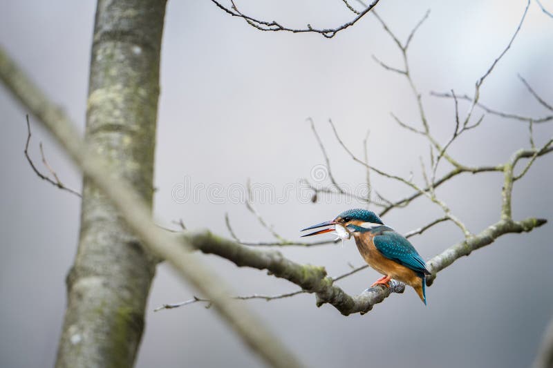 Kingfisher with a Fish in Its Beak Stock Photo - Image of avian, wild ...