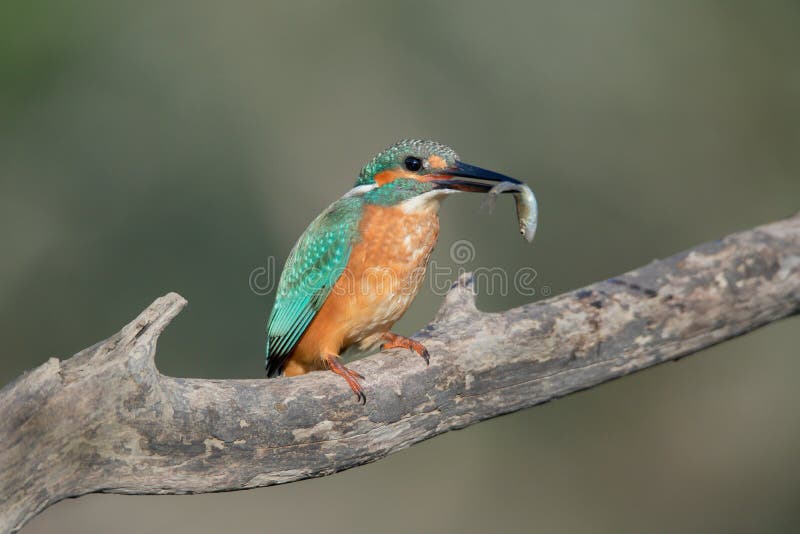 Kingfisher and its prey stock image. Image of dawn, environment - 126986999