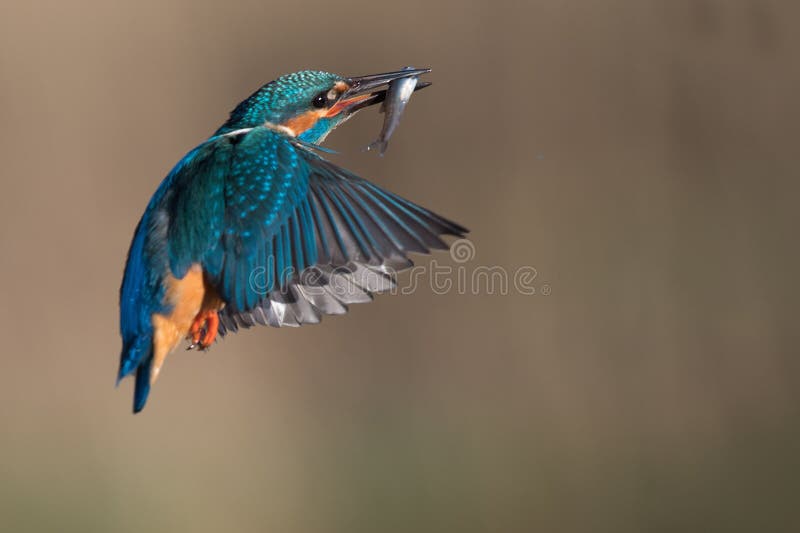 Kingfisher Fly by with Fish Stock Image - Image of nature, wildlife ...