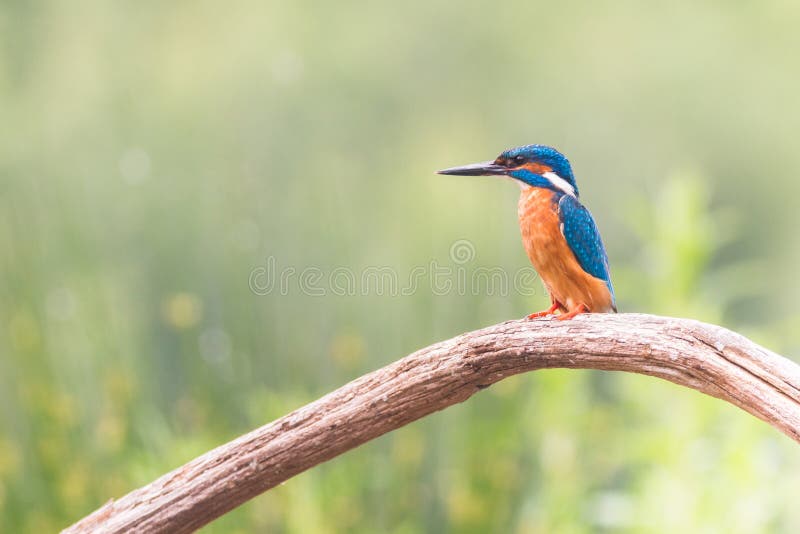 Kingfisher Looking for Fish Stock Photo - Image of common, wild: 74296392
