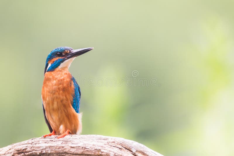 Kingfisher Looking for Fish Stock Image - Image of eurasian ...