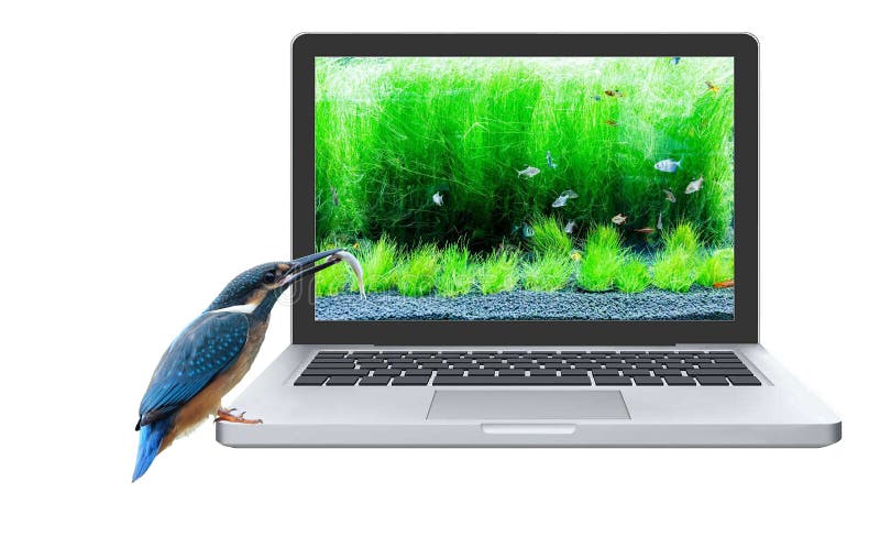 Kingfisher and Notebook Computer Stock Photo - Image of fishes, animal ...